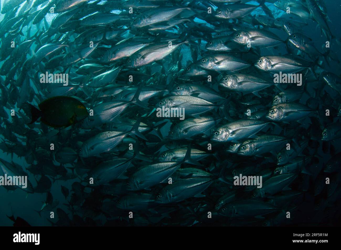 School of Bigeye Trevally, Caranx sexfasciatus, with single Yellowfin ...