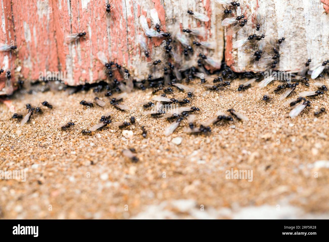 ants crawling on the sand in the summer or spring season, close up and ...