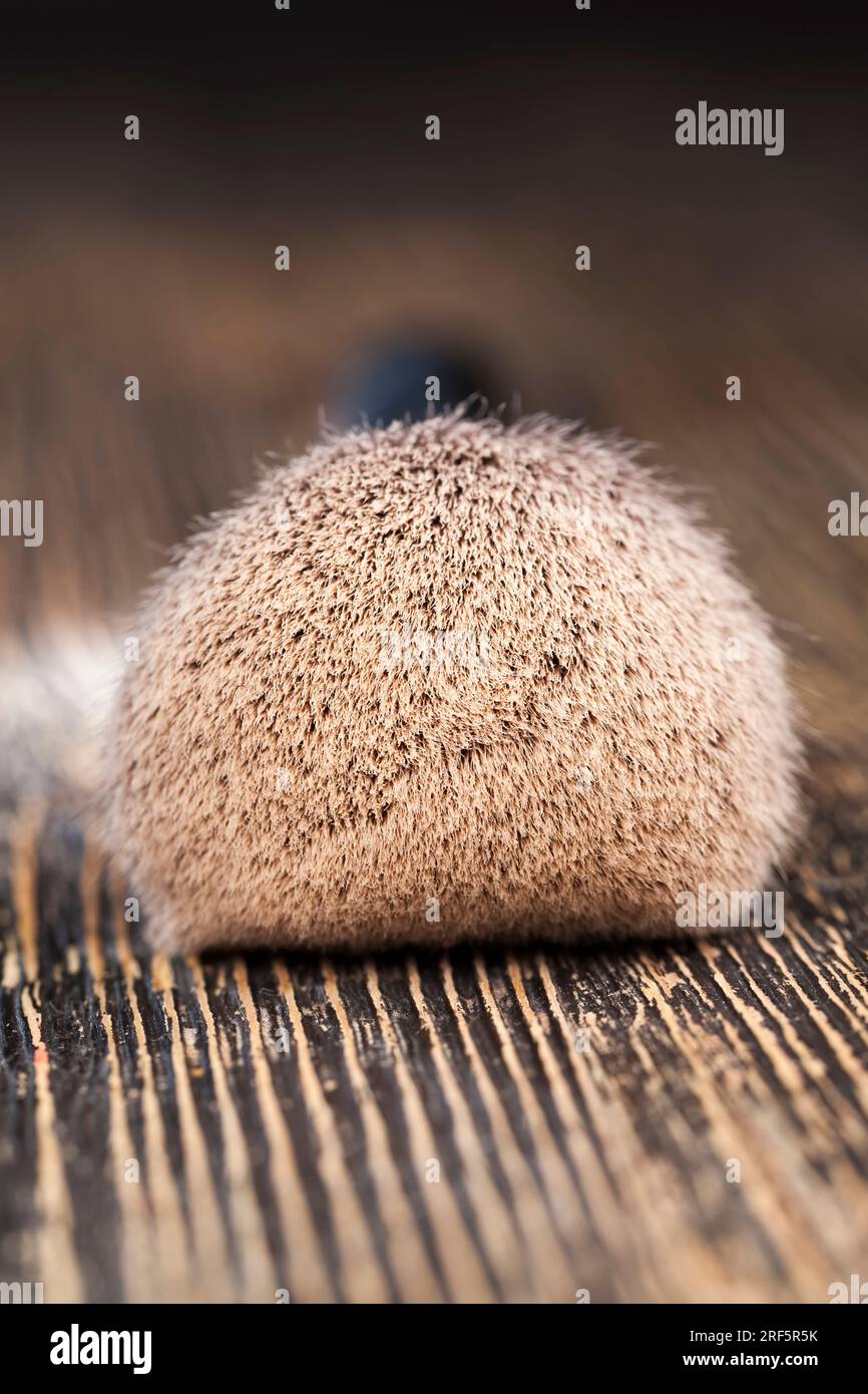 Artificial bristles hi-res stock photography and images - Alamy