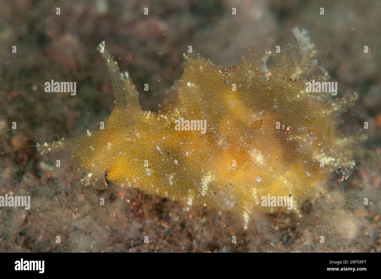 Indian sea hare hi-res stock photography and images - Alamy