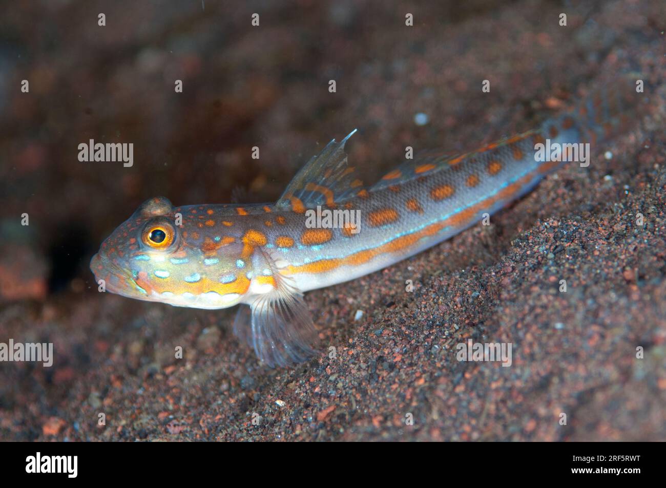 Orange-dashed Goby, Valenciennea puellaris, Seraya Beach Resort house ...