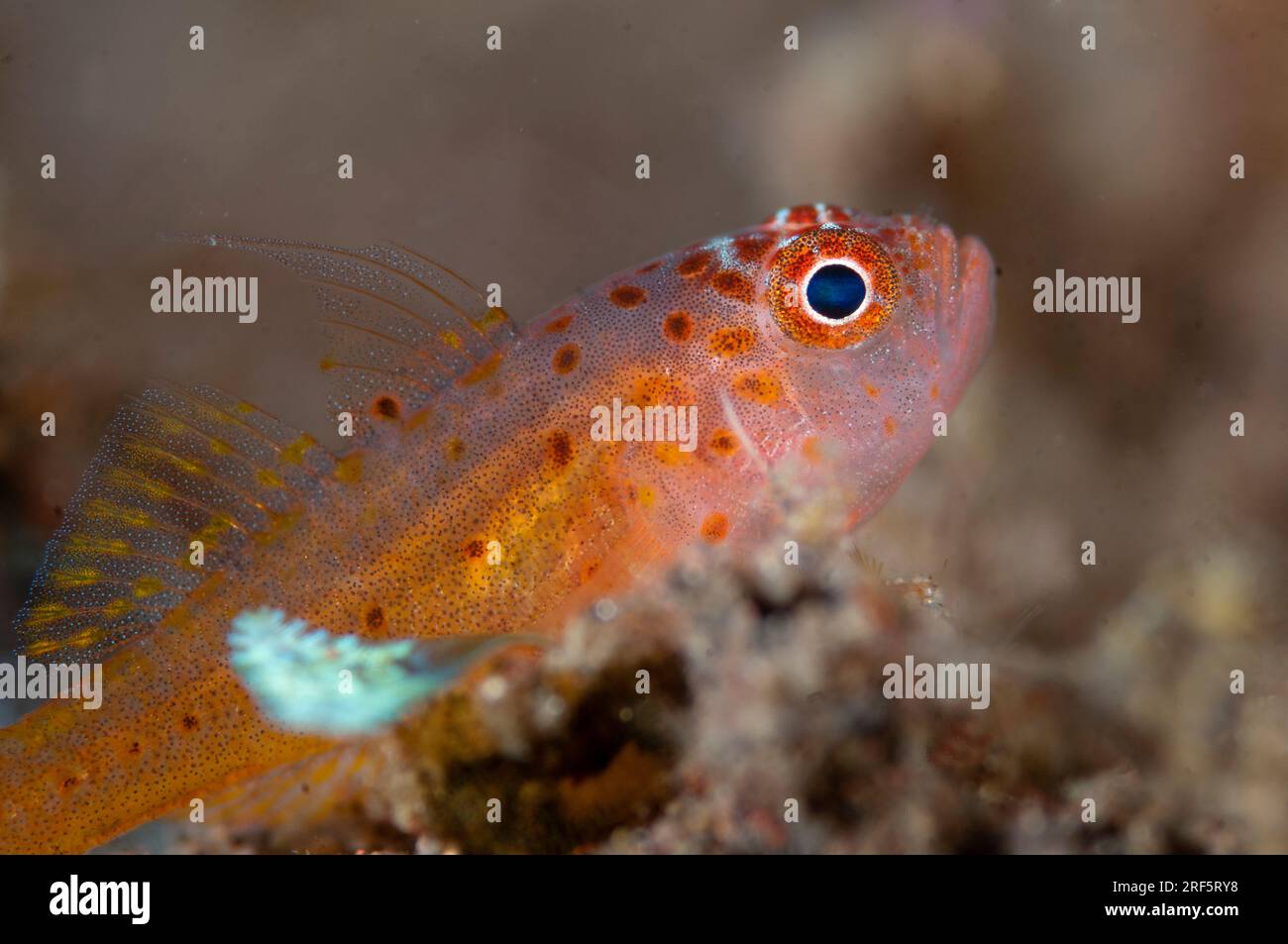 Redspot Dwarfgoby, Trimma halonevum, Seraya Beach Resort house reef ...