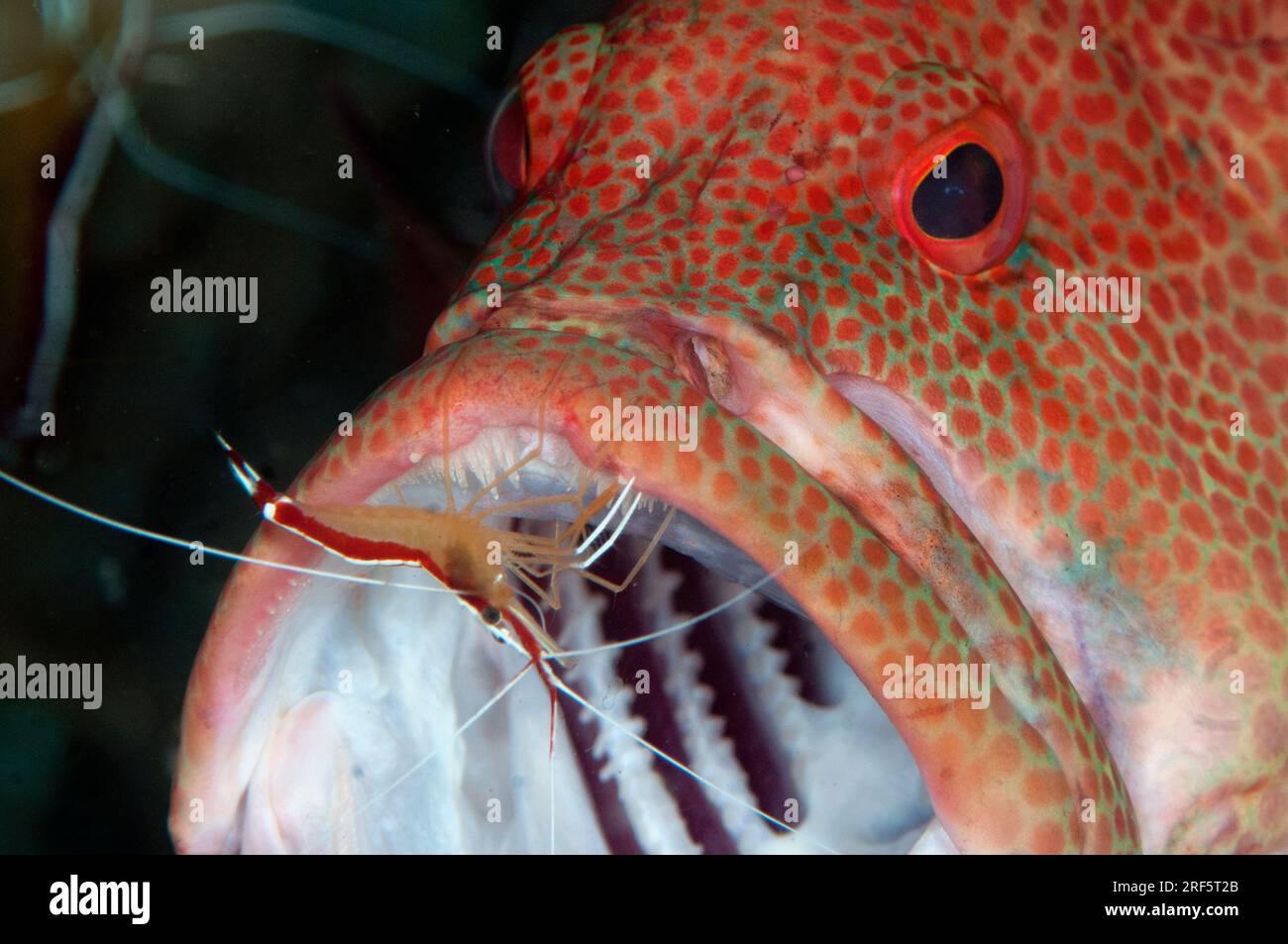 Leopard Grouper, Cephalopholis leopardus, being cleaned by Hump-back ...