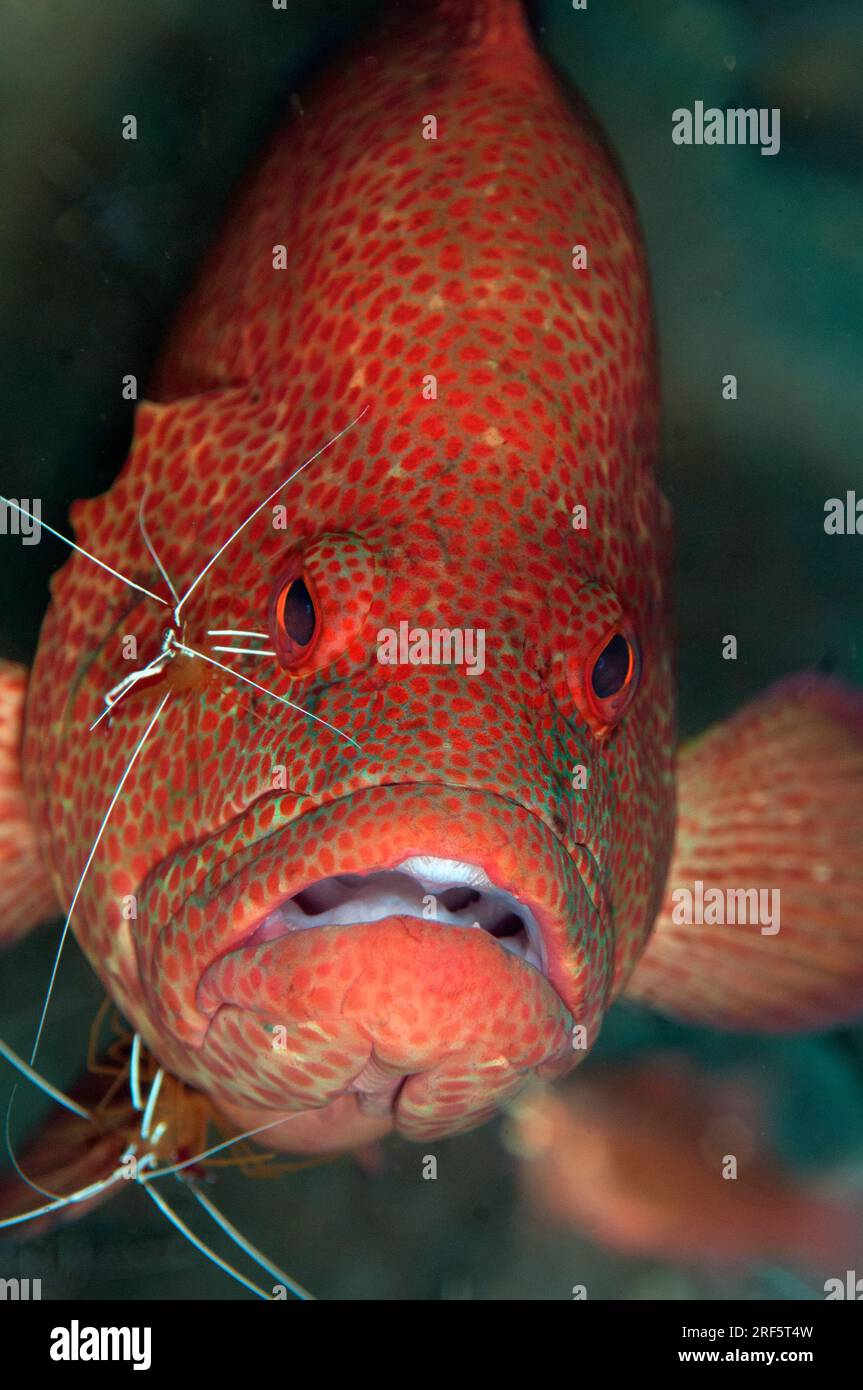 Leopard beach resort hi-res stock photography and images - Alamy