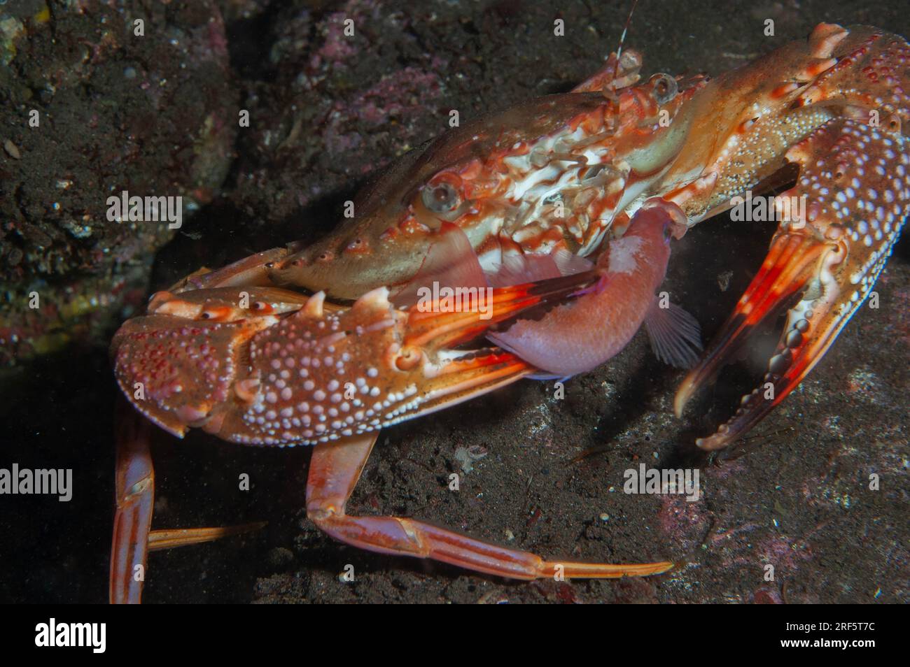 Swimming Crab, Portunus pelagicus, eating Anthias, Pseudanthias sp ...