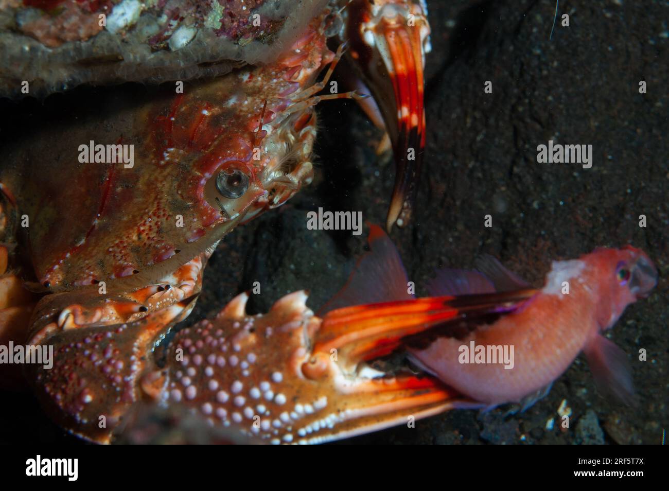 Swimming Crab, Portunus pelagicus, eating Anthias, Pseudanthias sp ...
