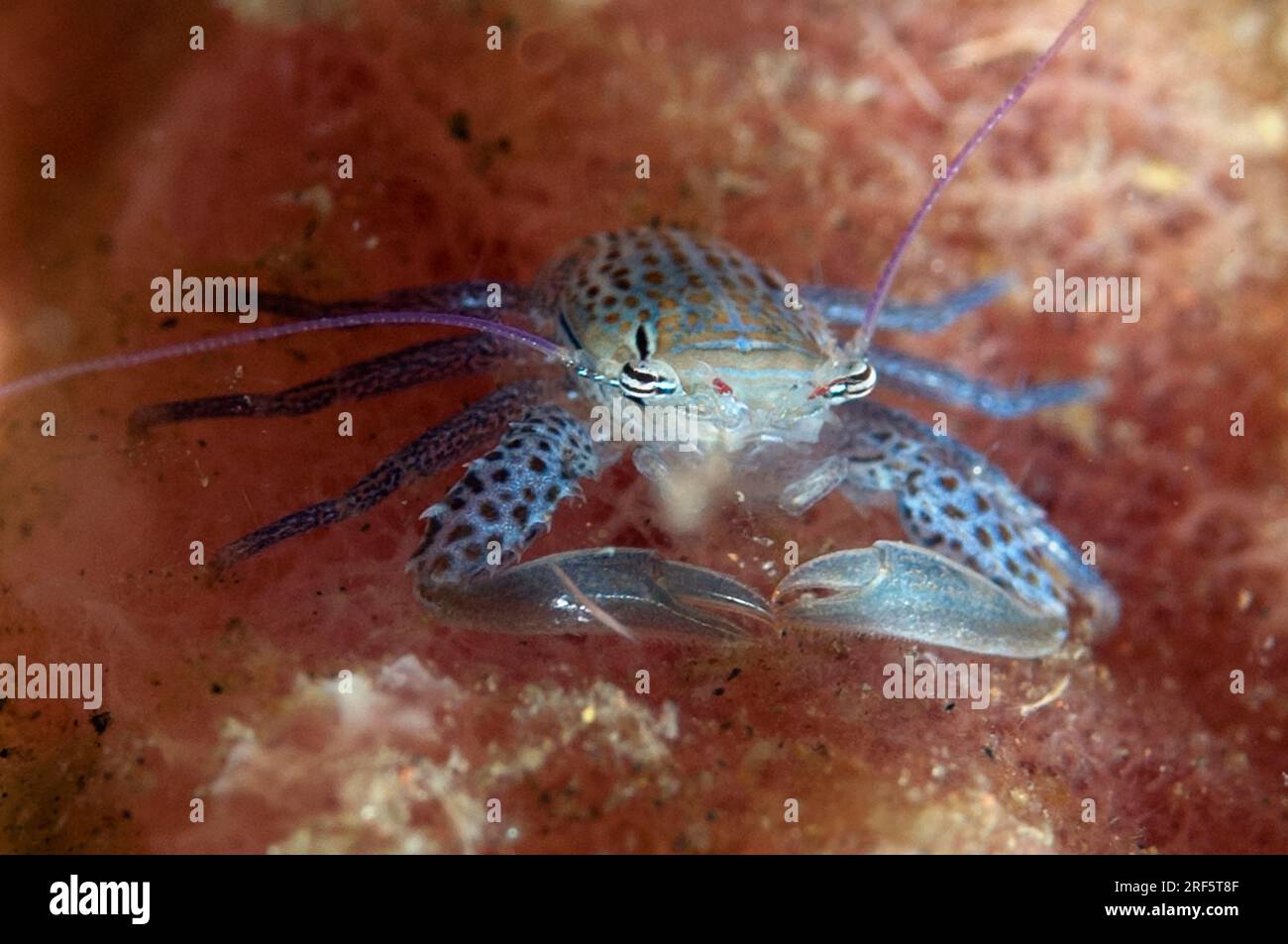 Neon stripe porcelain crab hi-res stock photography and images - Alamy