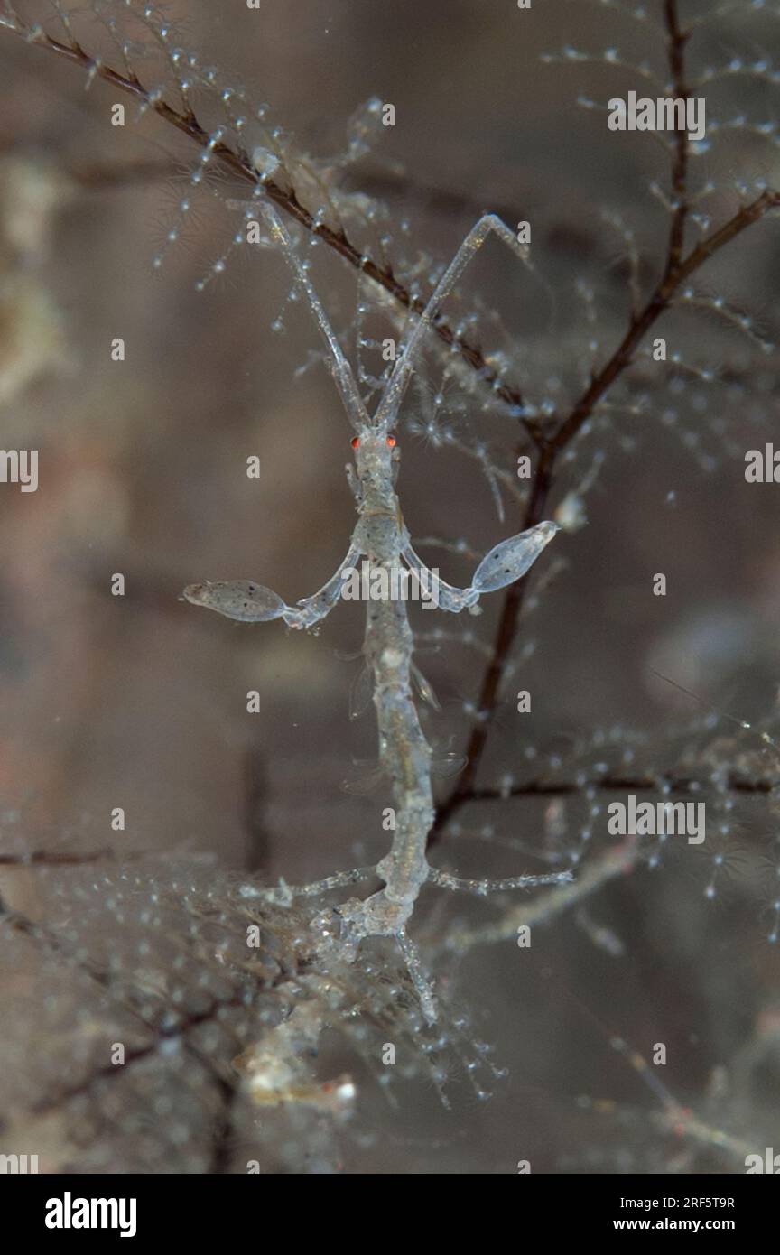 Red stripe skeleton shrimp hi-res stock photography and images - Alamy