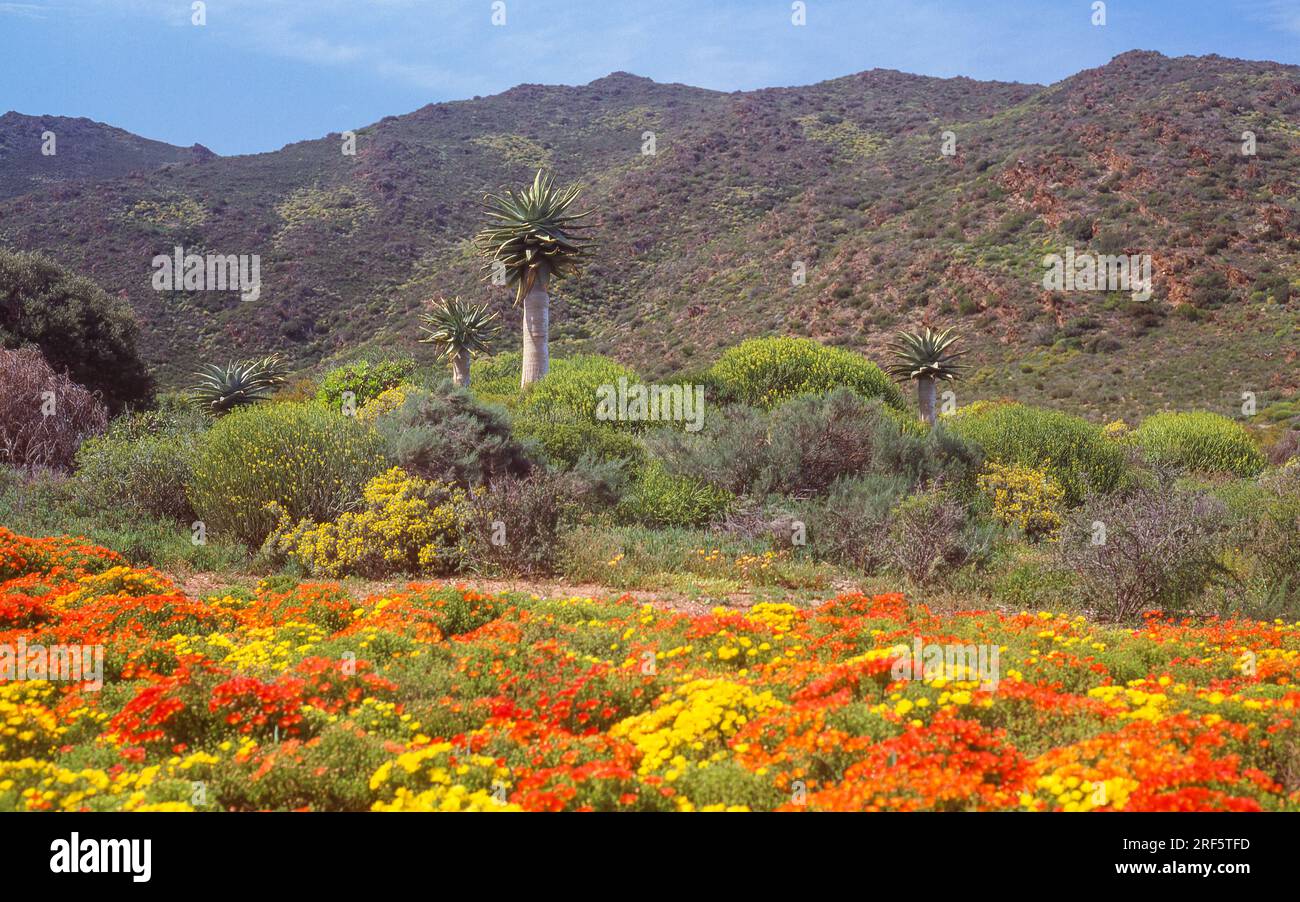 The Karoo Desert National Botanical Garden is situated near the town of ...