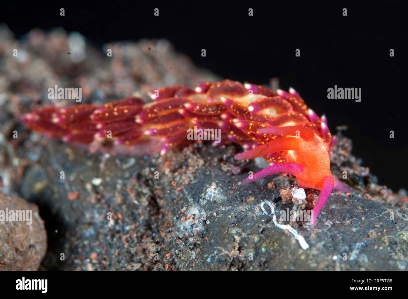 Tenellia Nudibranch, Tenellia sp, night dive, Scuba Seraya Beach Resort ...