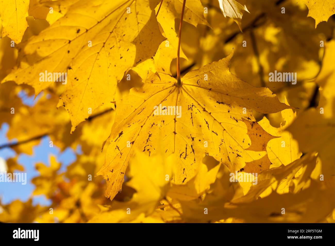 changing the color of maple in the autumn season, the foliage of the ...