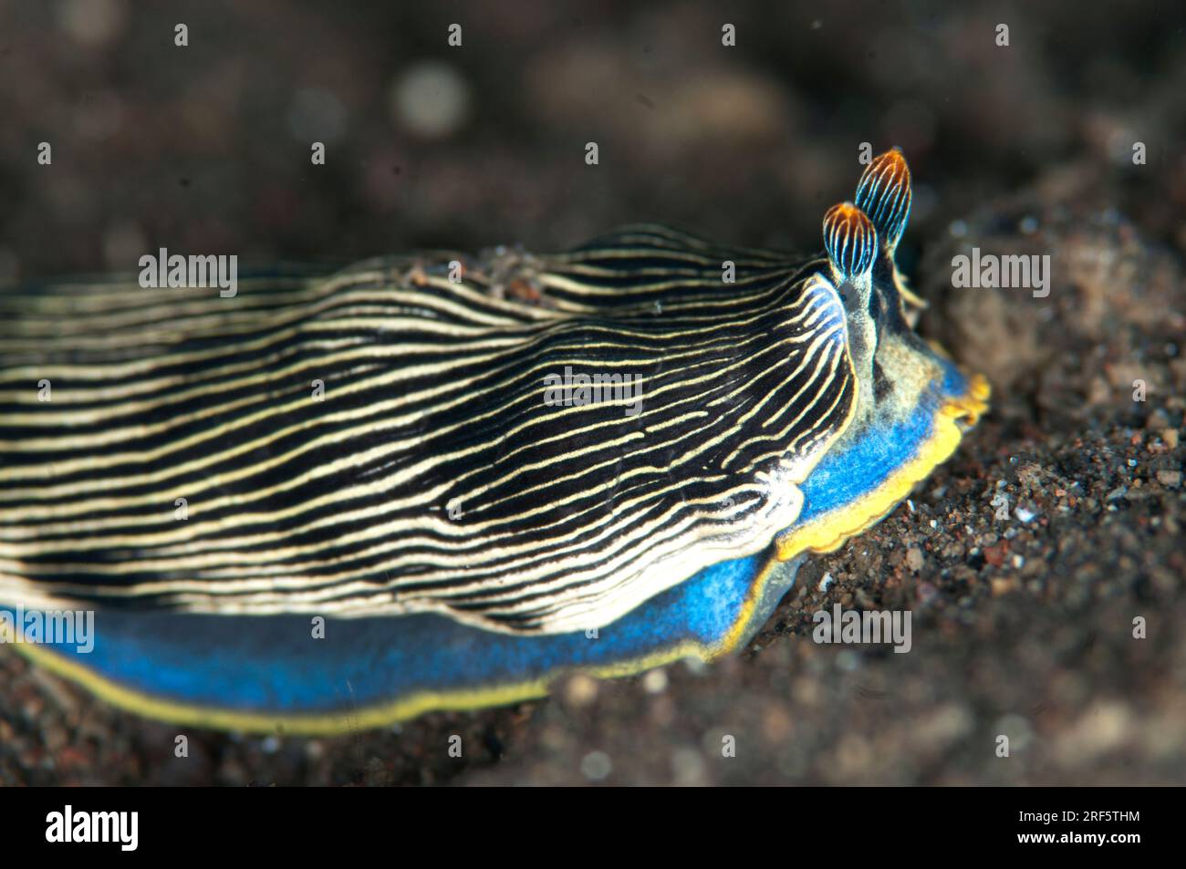 Semper's Armina Nudibranch, Armina semperi, Scuba Seraya House Reef ...
