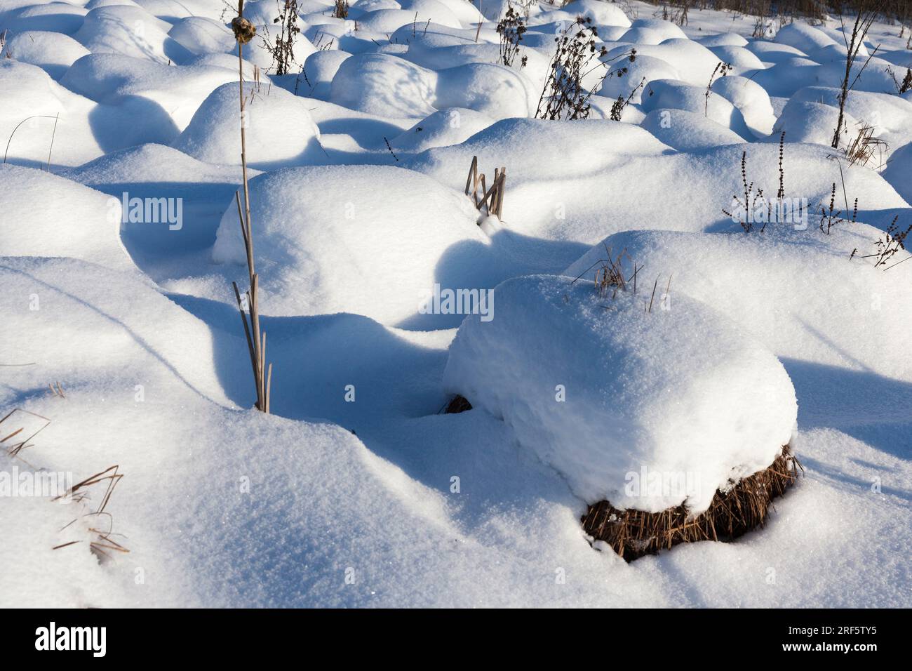 hummocks in the swamp large drifts after snowfalls and blizzards, the ...