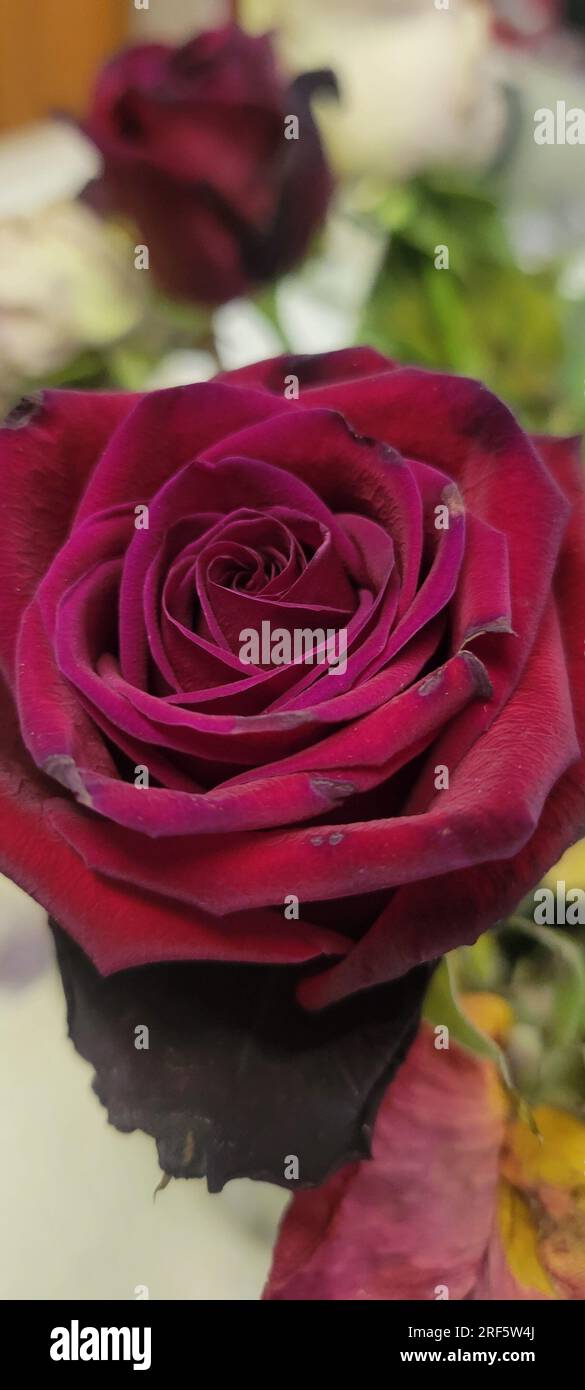 Wilting rose hi-res stock photography and images - Alamy