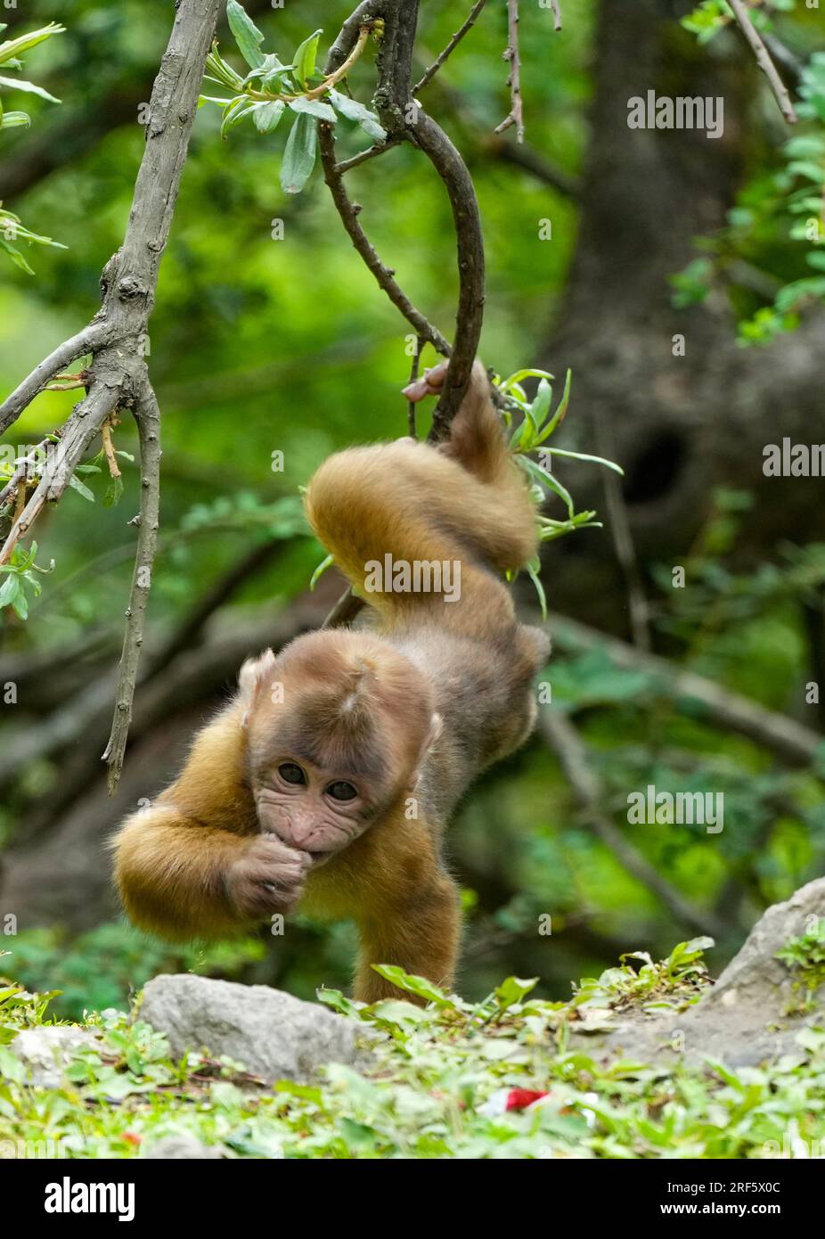 Shannan. 29th July, 2023. This photo taken on July 29, 2023 shows a ...