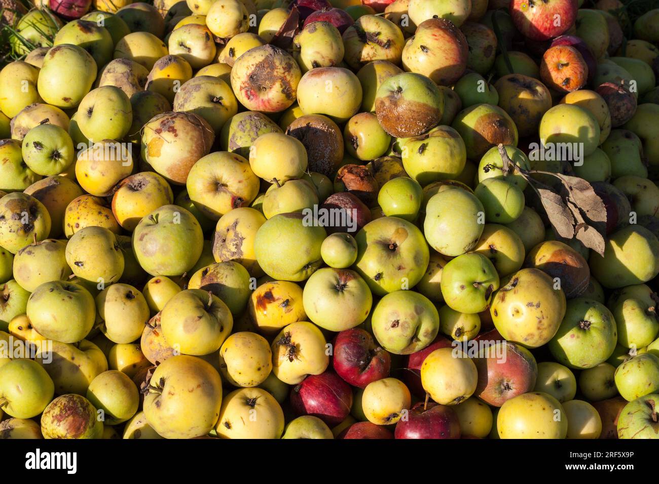 Rotten pile hi-res stock photography and images - Alamy