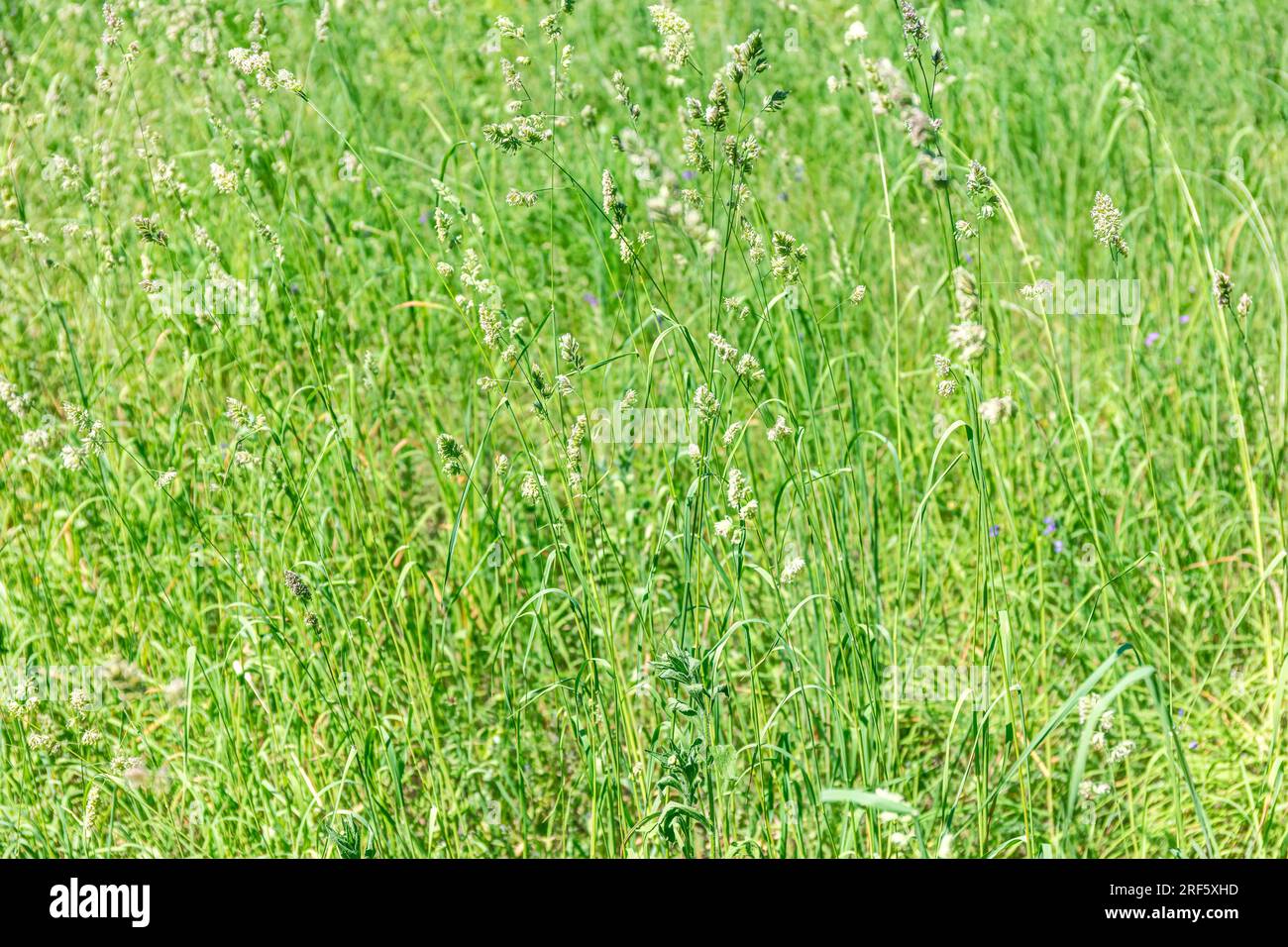 Lush green grass in hi-res stock photography and images - Alamy