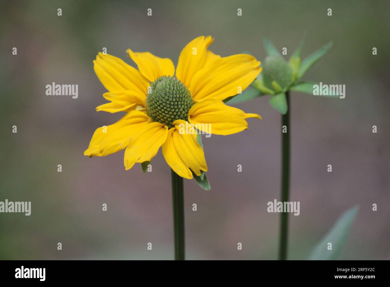 Up Close Photo of a Yellow Cone flower located in Sequoia National Park ...