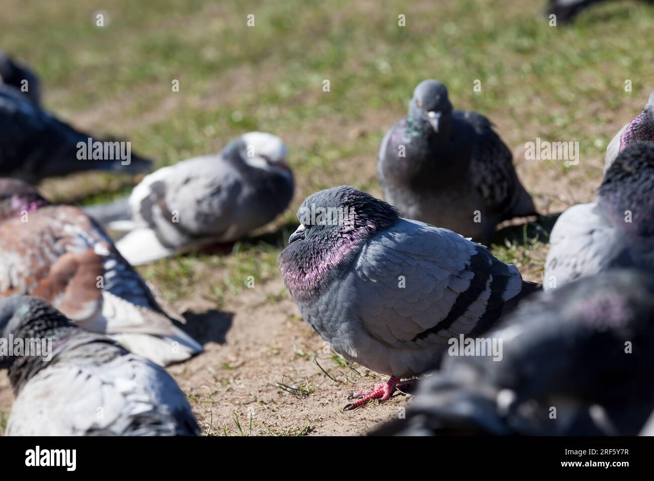 Pigeons waiting feed street hi-res stock photography and images - Alamy