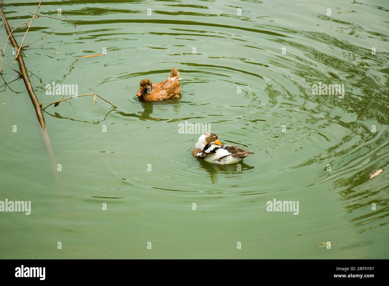 Two duck on pond hi-res stock photography and images - Alamy