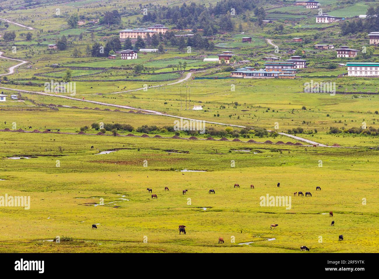 Scenic panoramic view of green field with cows and buildings, beautiful ...