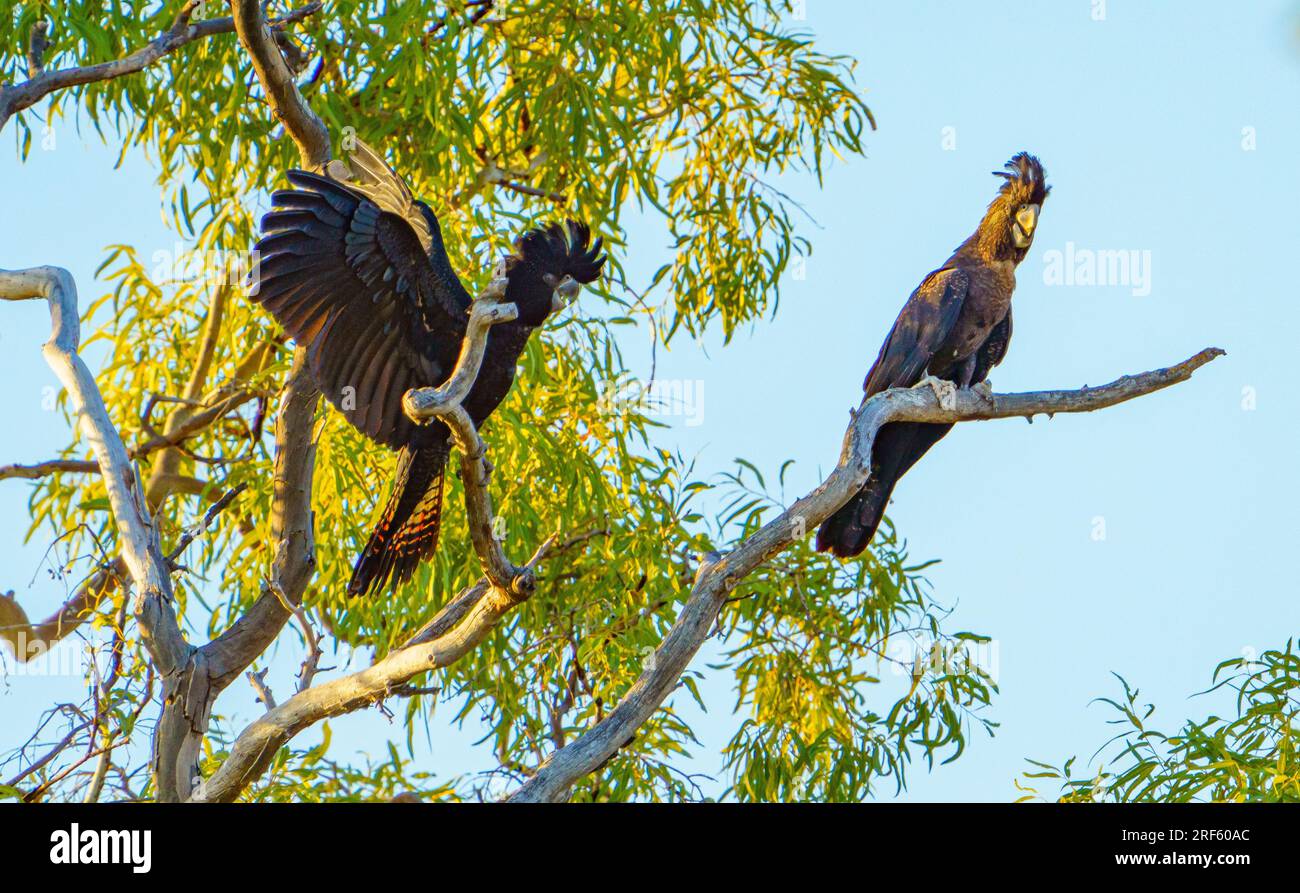 Red-tailed Black Cockatoo (Calyptorhynchus banksii), Bungle Bungle NP ...