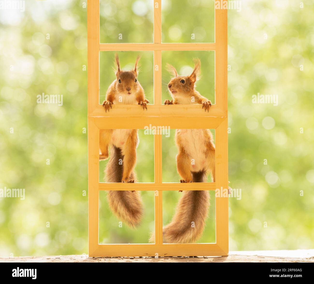 Squirrel inside a house hi-res stock photography and images - Alamy
