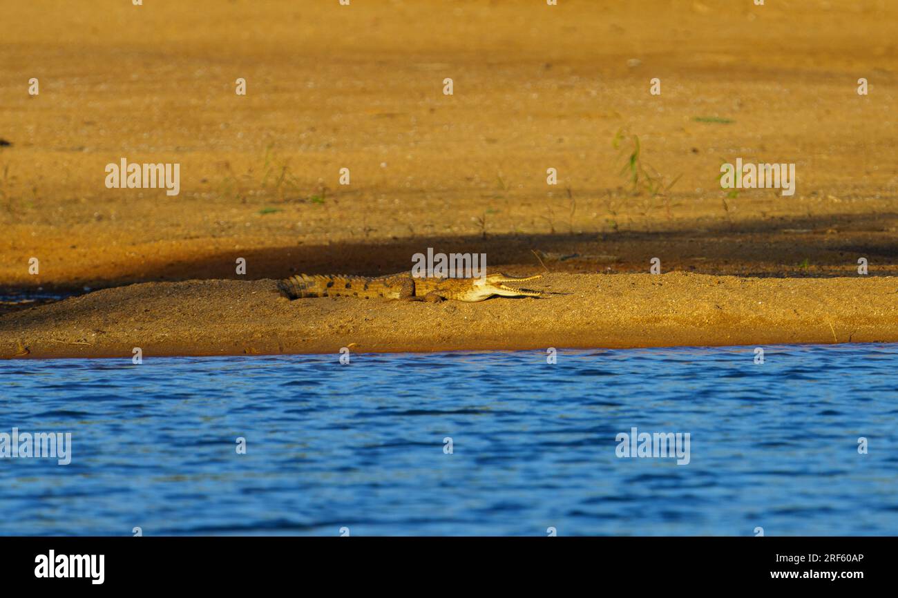 Freshwater Crocodile (Crocodylus johnsoni), Geikie Gorge, WA Stock ...
