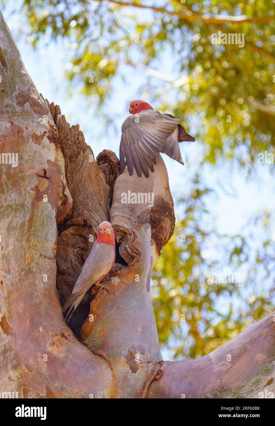 Galah / Rose-breasted Cockatoo (Eolophus roseicapilla), Nesting - Tom ...