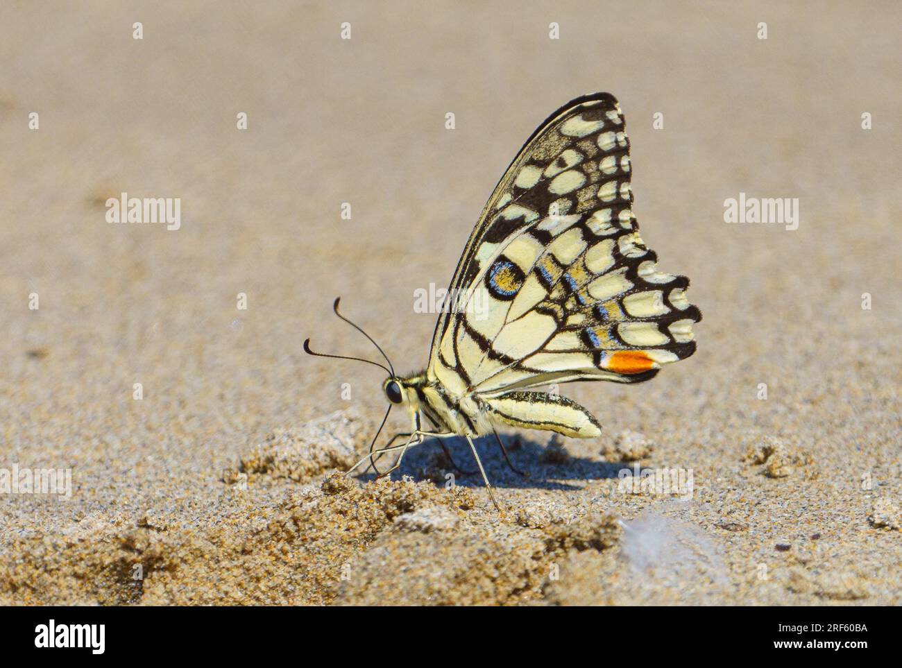 Lime Swallowtail Butterfly (Papilio demoleus), Exmouth, WA Stock Photo ...