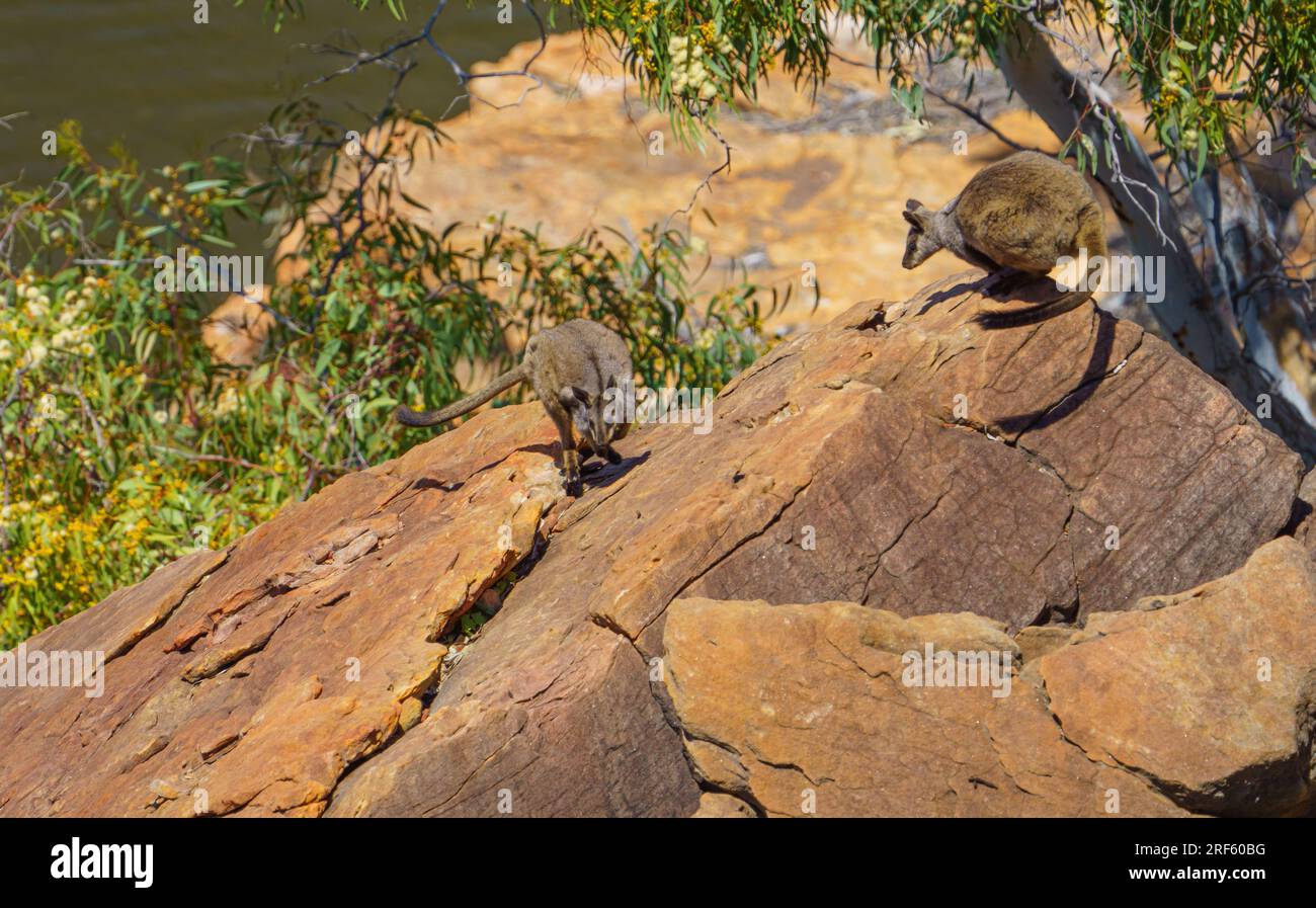 Black-footed Rock Wallaby (Petrogale lateralis), Kalbarri NP, Kalbarri ...