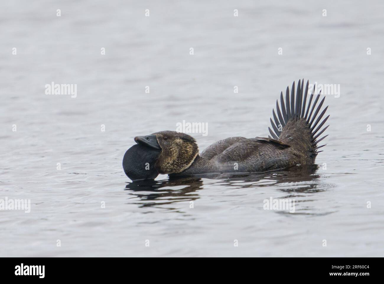Musk Duck (Biziura lobata), Displaying, Melaleuca Swamp, Albany, WA ...