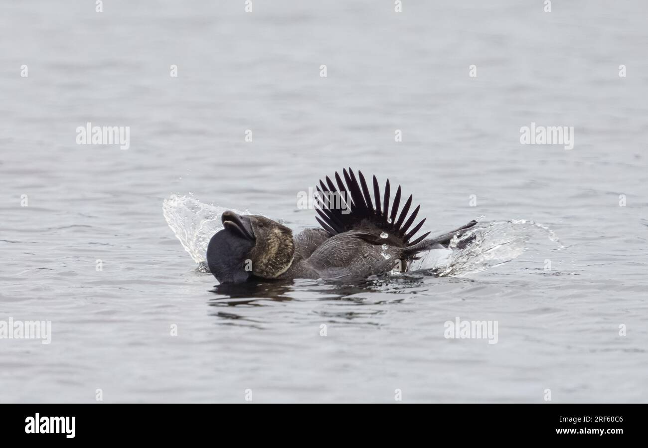 Musk Duck (Biziura lobata), Displaying, Melaleuca Swamp, Albany, WA ...