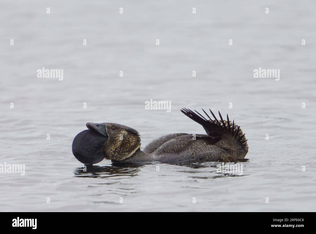 Musk Duck (Biziura lobata), Displaying, Melaleuca Swamp, Albany, WA ...