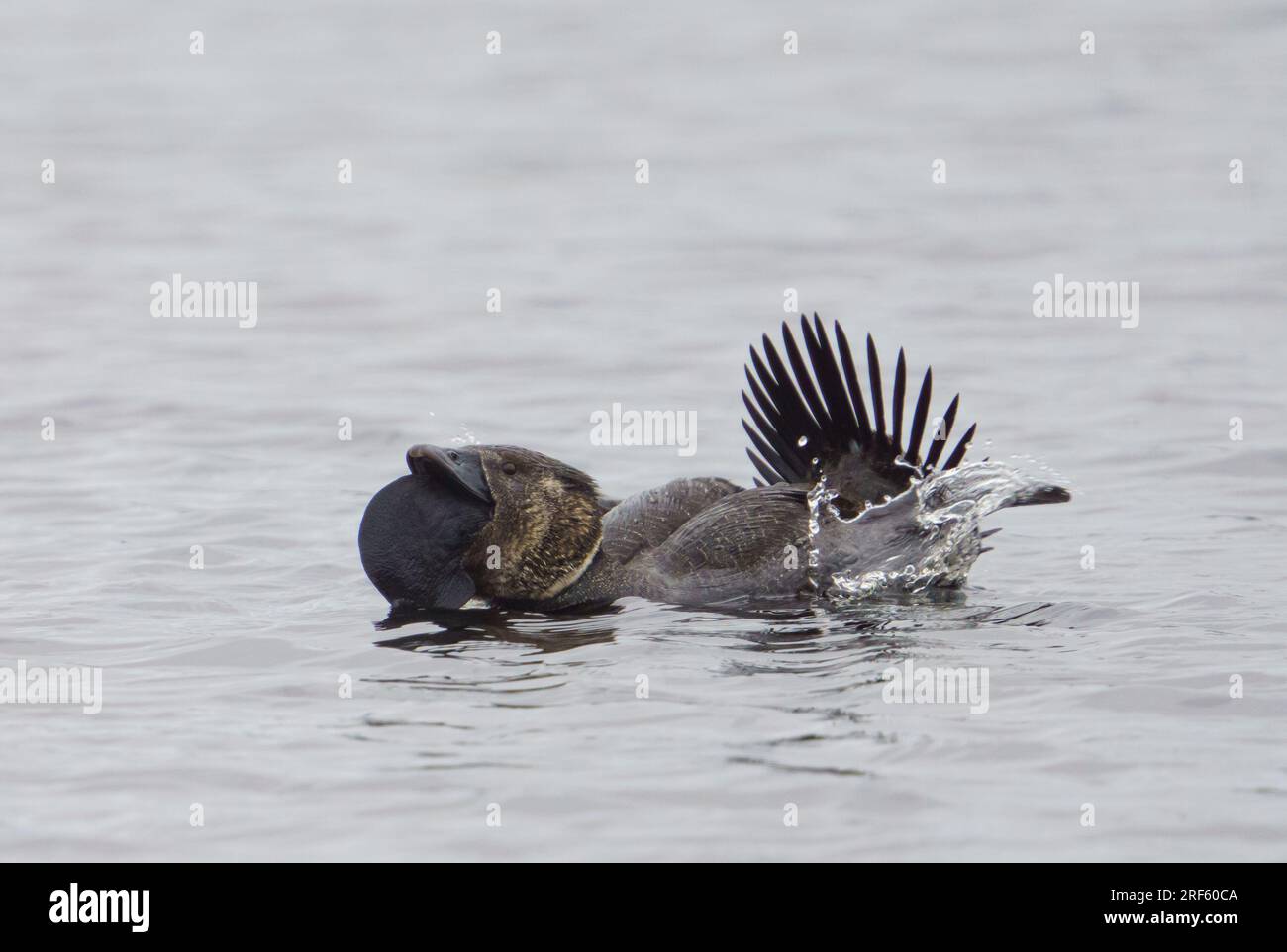 Musk Duck (Biziura lobata), Displaying, Melaleuca Swamp, Albany, WA ...