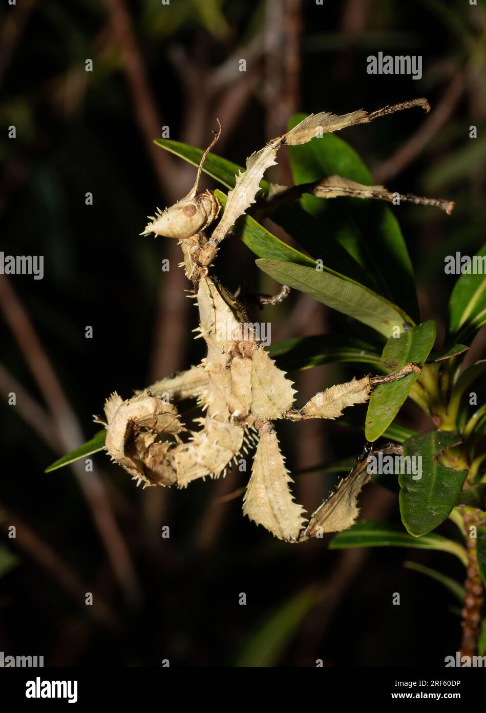 Giant Prickly Stick Insect / Spiny Stick Insect (Extatosoma tiaratum ...