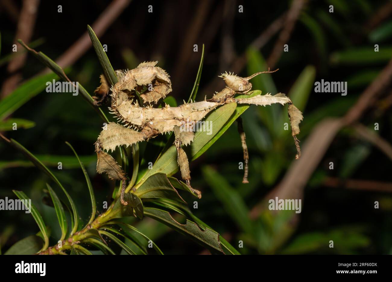 Giant Prickly Stick Insect / Spiny Stick Insect (Extatosoma tiaratum ...