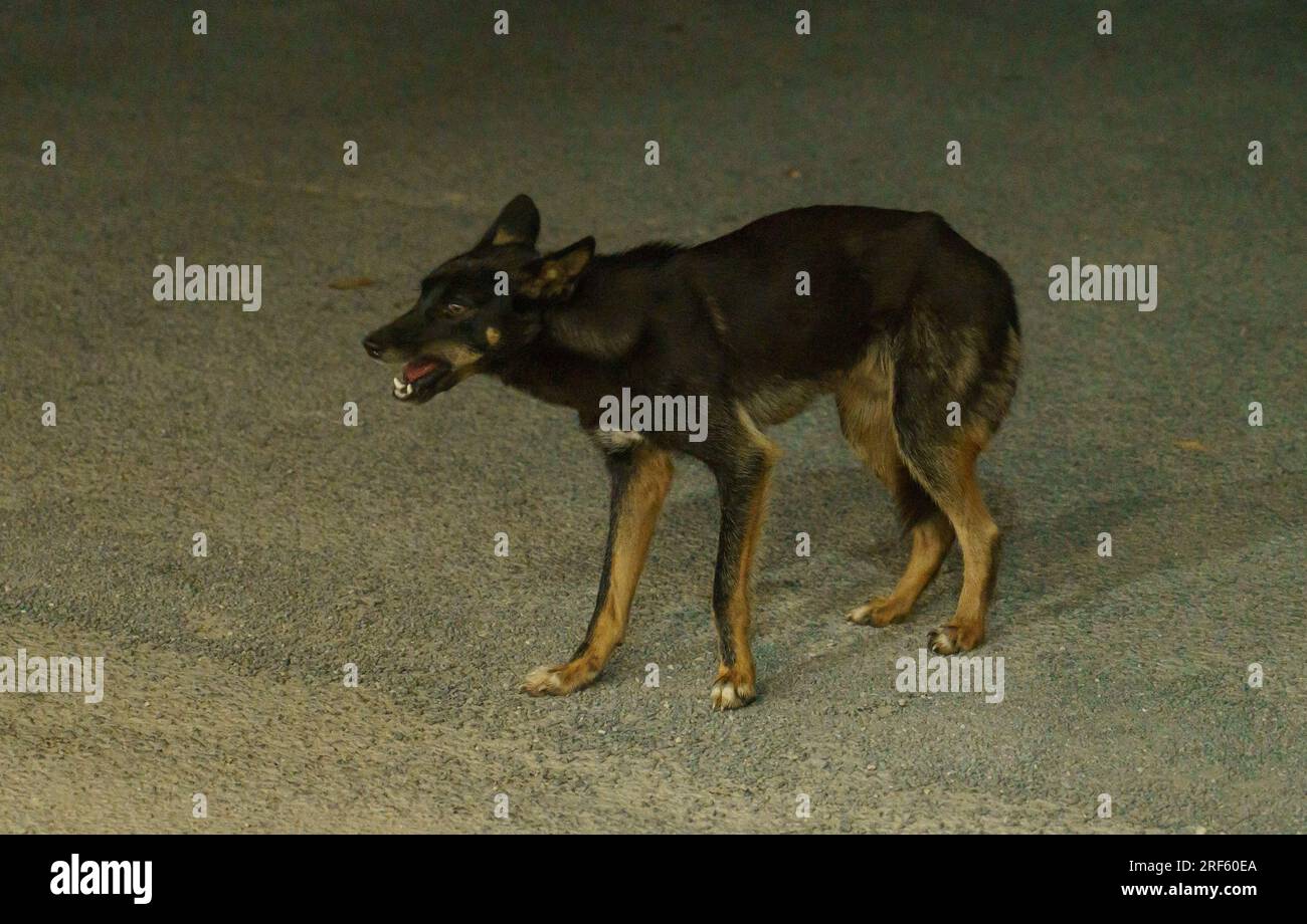 Wild Dog / Dingo Crossbreed - Eucla, WA Stock Photo - Alamy