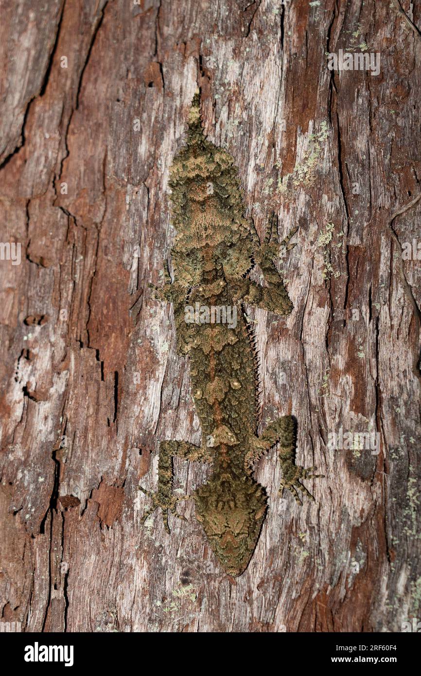 Northern Leaf -tailed Gecko (Saltuarius cornutus), Atherton Tablelands ...