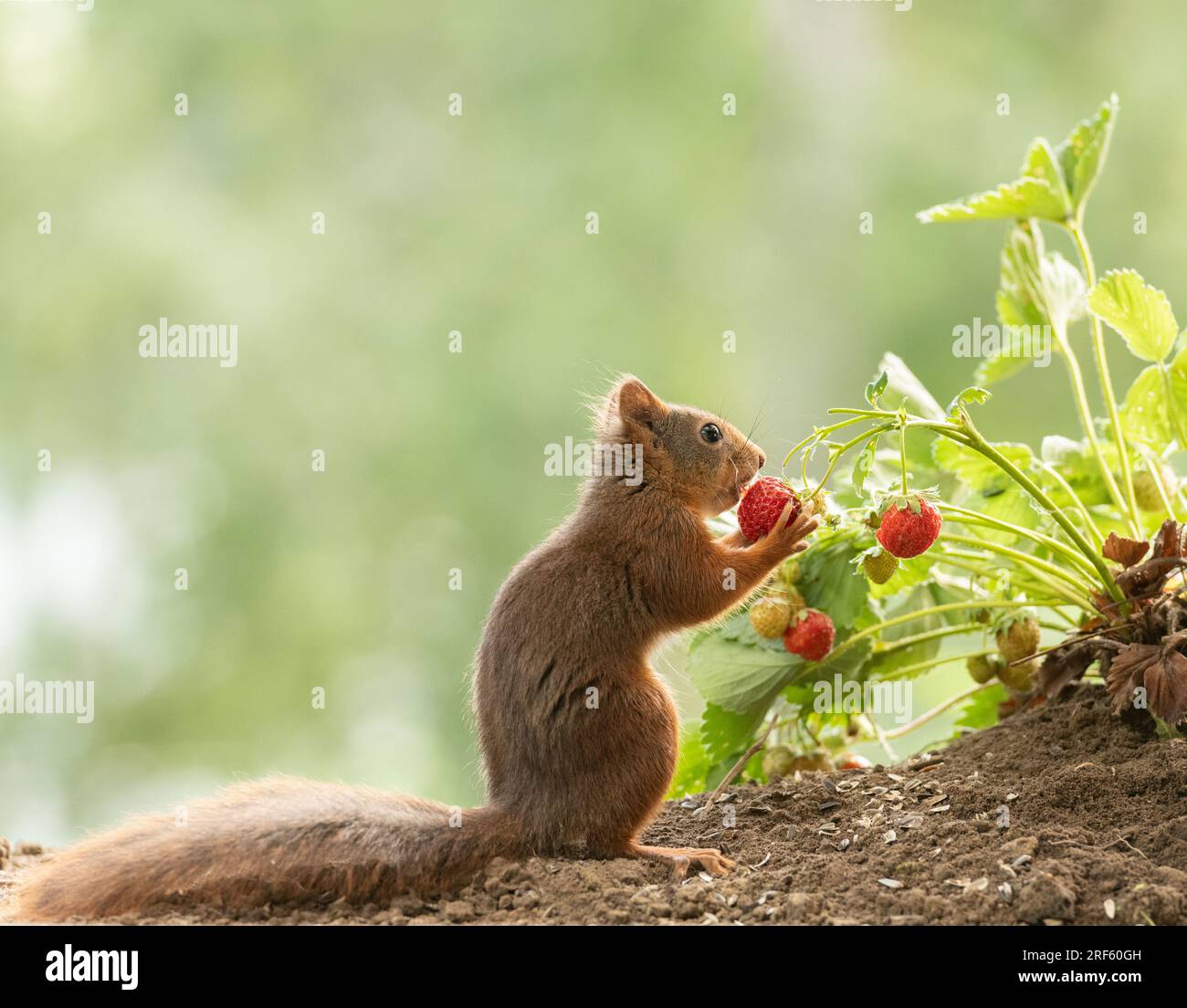 Red squirrel is eating a strawberry hi-res stock photography and images ...
