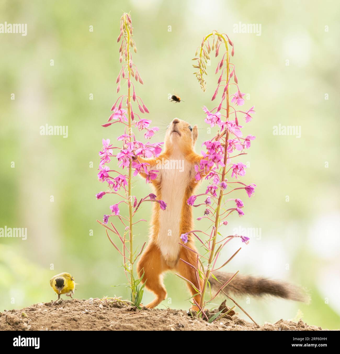 Red squirrel stand between flowers hi-res stock photography and images ...