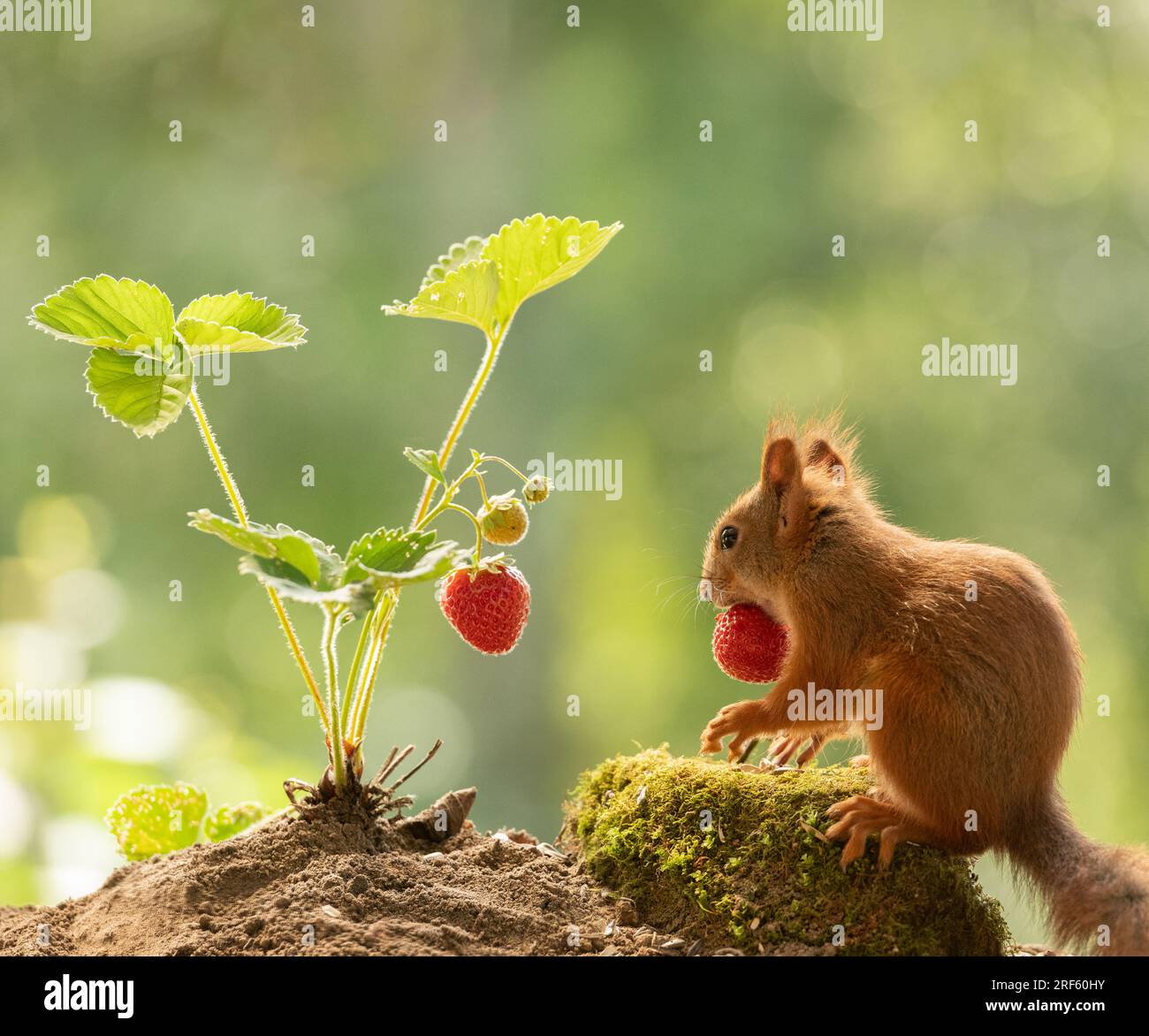 Red squirrel is eating a strawberry hi-res stock photography and images ...