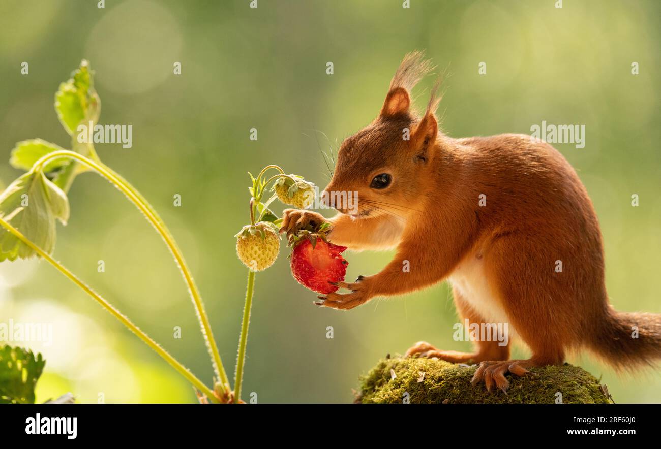 Strawberry nose hi-res stock photography and images - Alamy