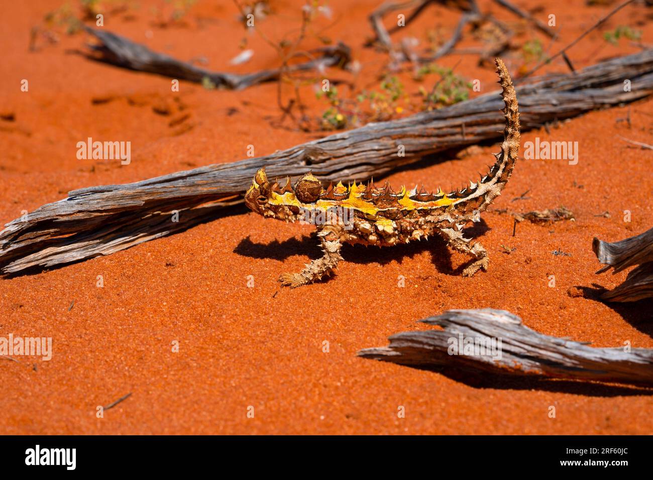 Thorny Devil (Moloch horridus), Francois Peron NP, Cape Peron, WA Stock ...