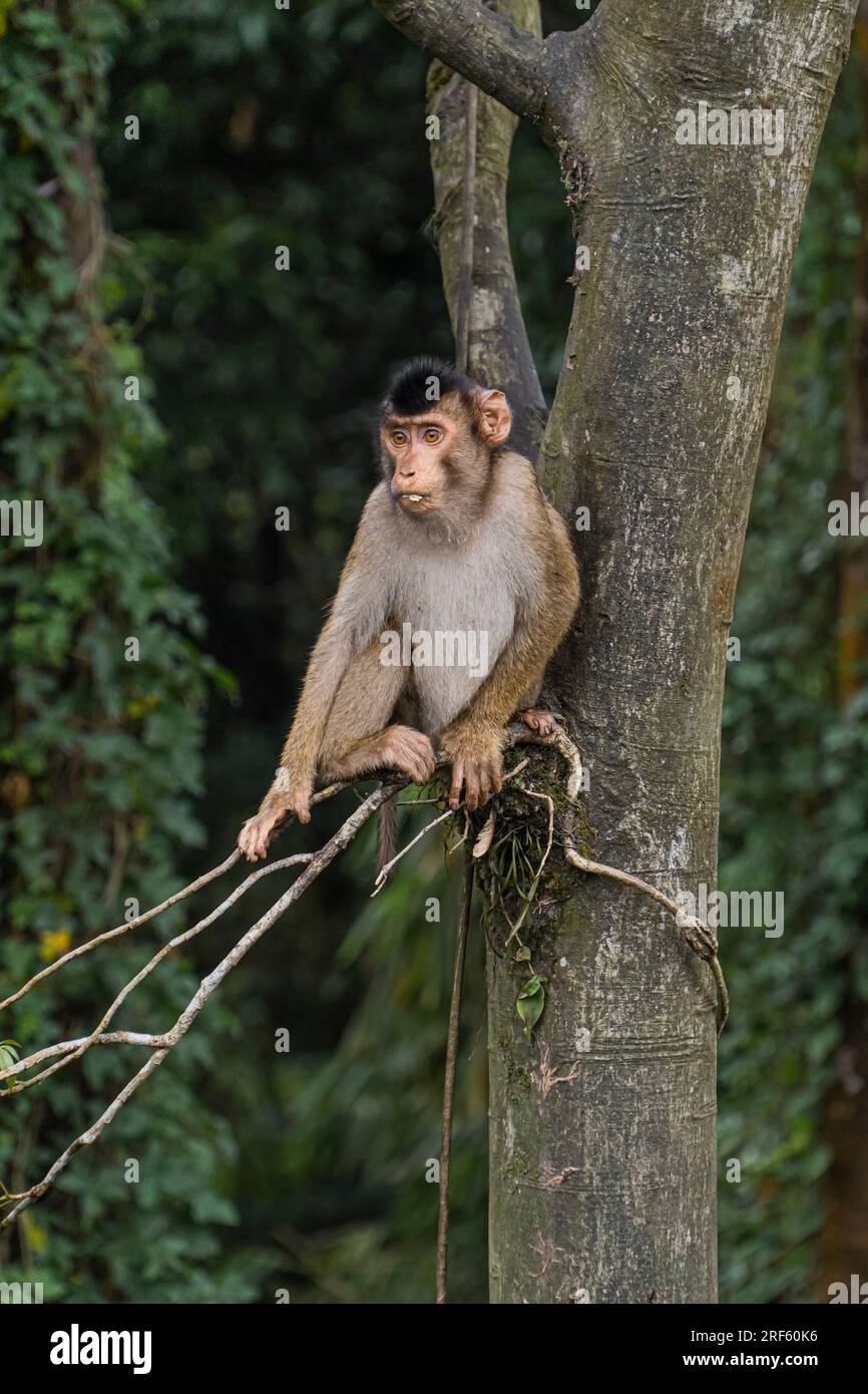 Young monkey is waiting for food while sitting on the tree. Tourist ...