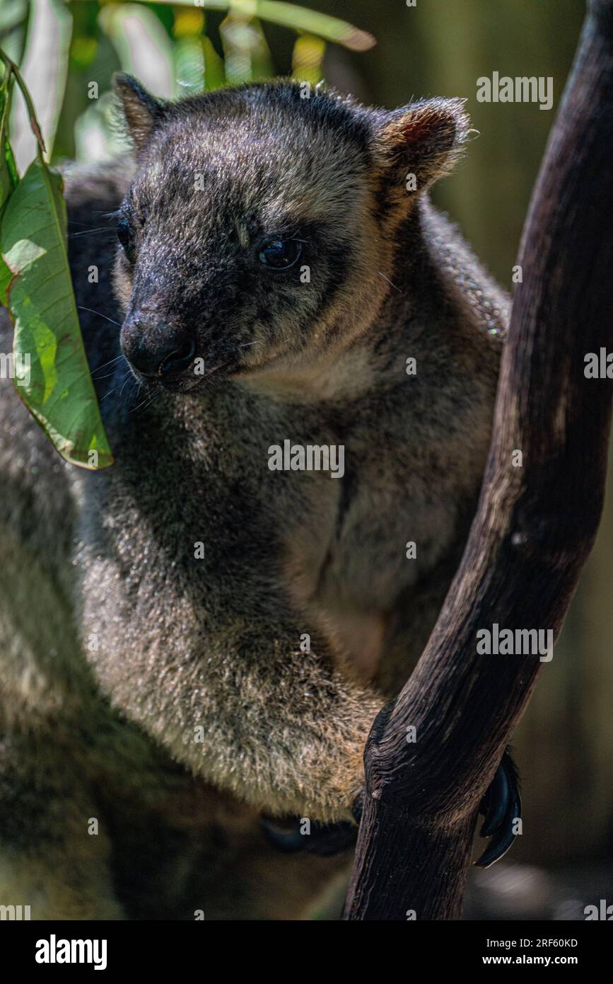 Bennett's Tree Kangaroo (Dendrolagus bennettianus), Daintree, Cape ...