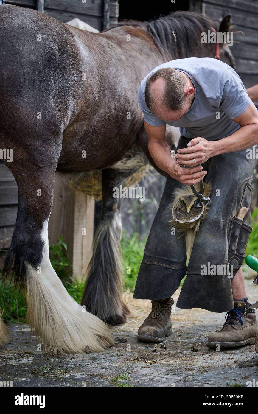 A farrier shoeing a horse Stock Photo - Alamy