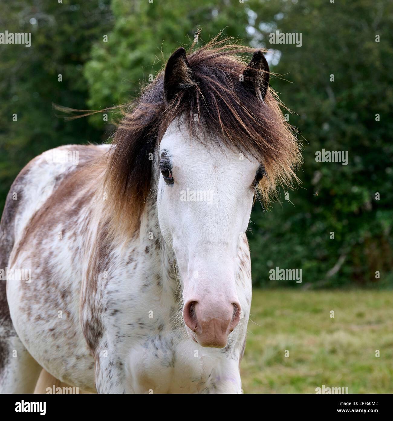Male gypsy hi-res stock photography and images - Alamy