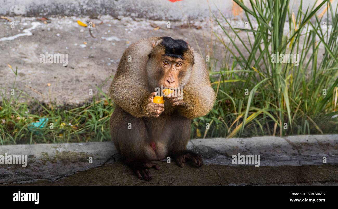 Monkey is eating orange given by passengers. Tourist attractions in ...