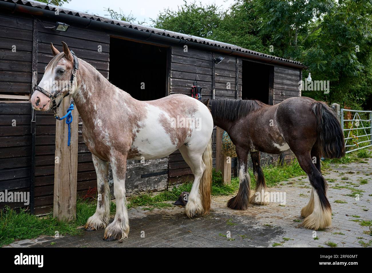 Two horses outside a stable Stock Photo - Alamy